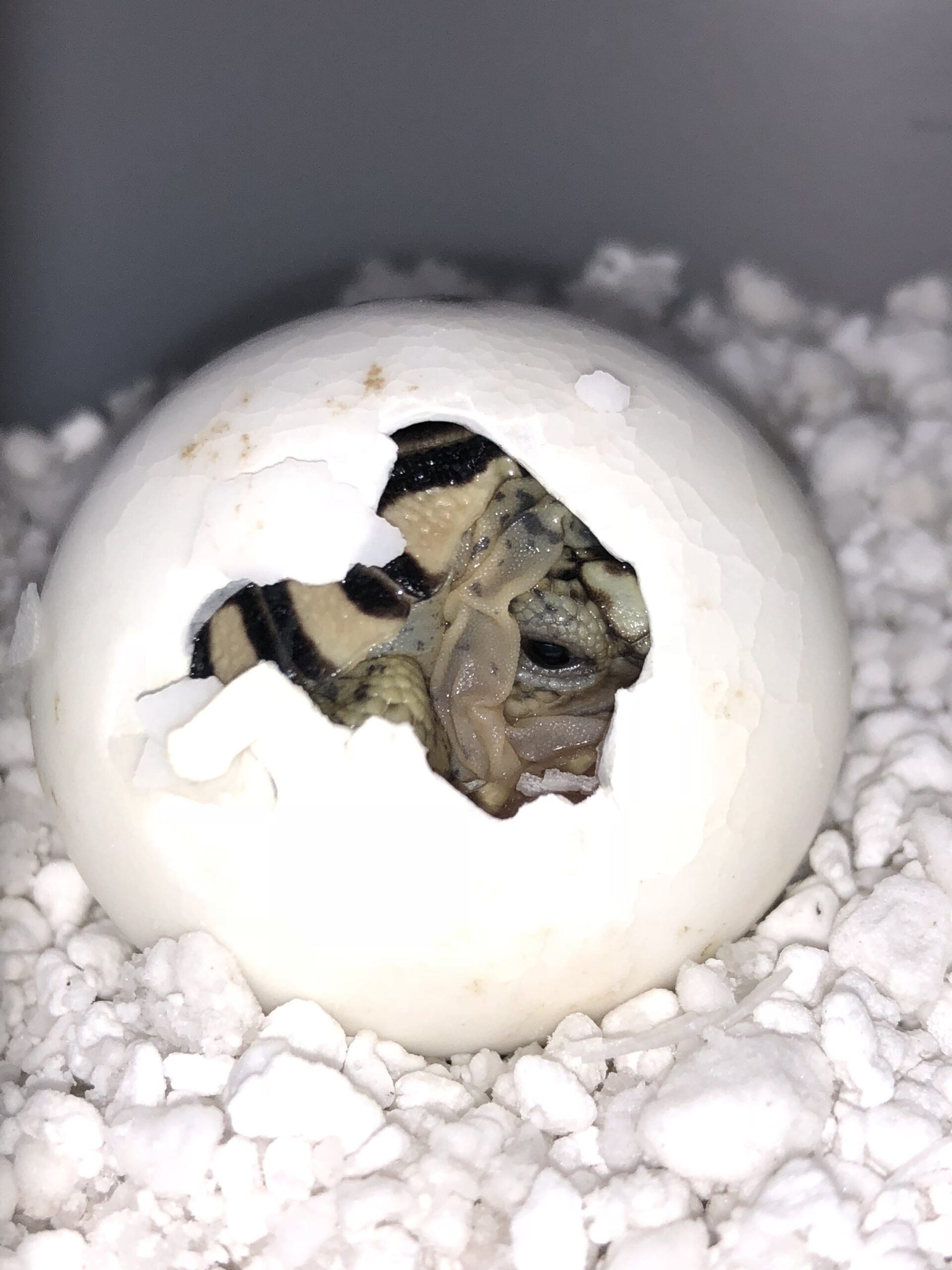Leopard Hatch A Tortoise Instahatch Egg - tortstork